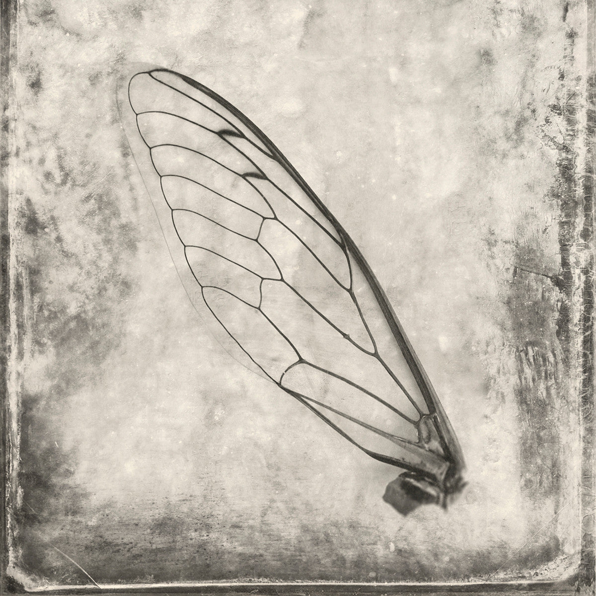 Cicada Wing – Heart of Gold Fine Art